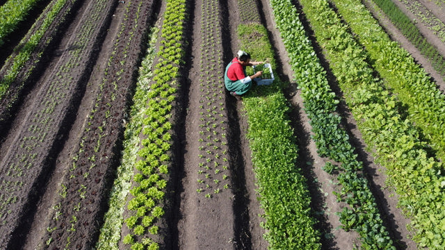 The Mini Farm Project – minifarmproject