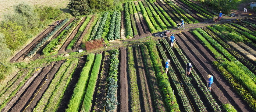 The Mini Farm Project – minifarmproject